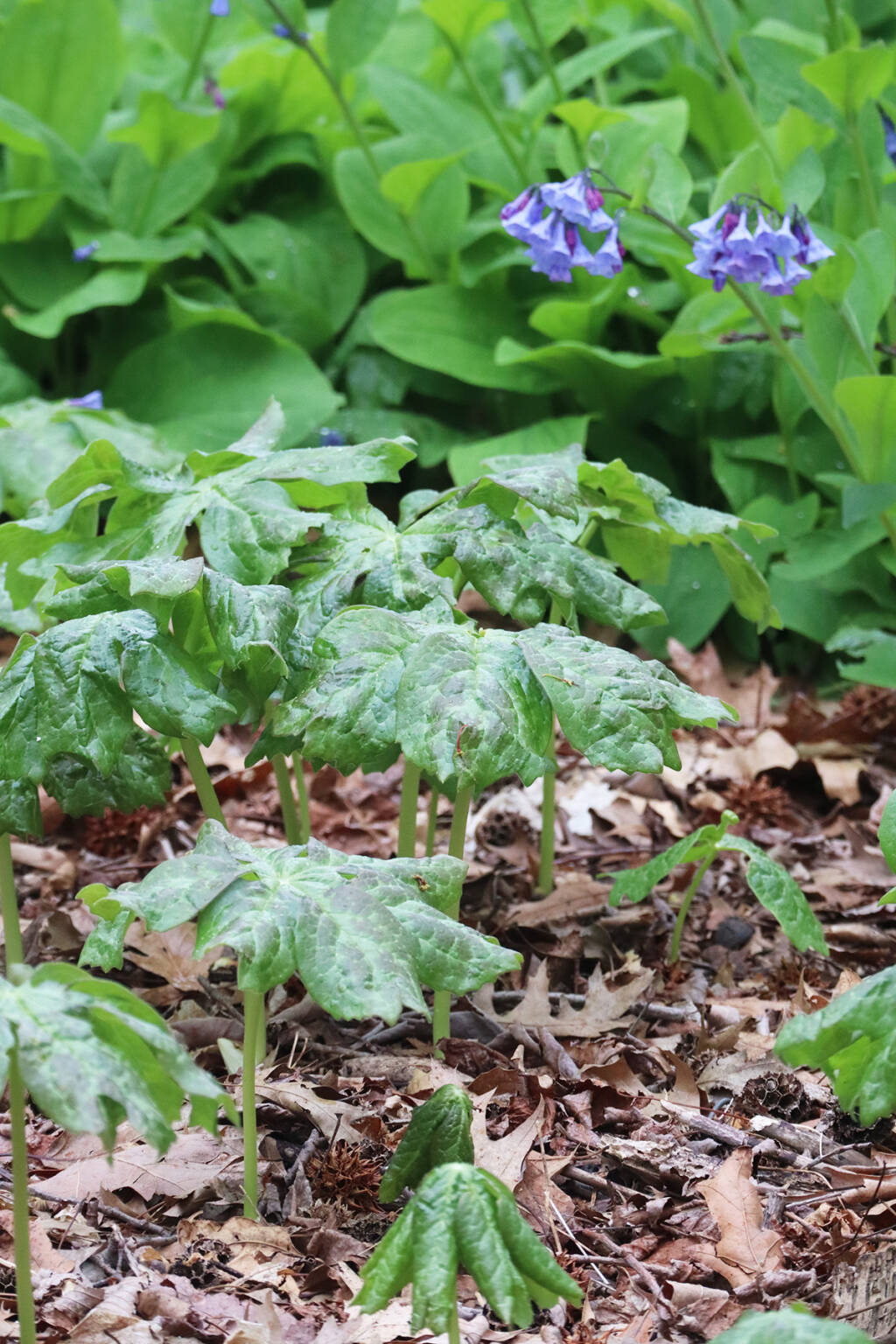 Virginia Bluebells Are a Native, Shade-Tolerant and Edible Wildflower