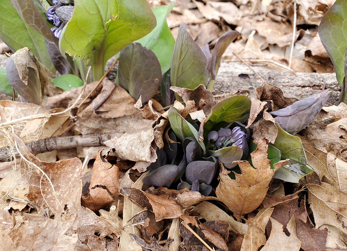 Virginia Bluebells Are a Native, Shade-Tolerant and Edible Wildflower