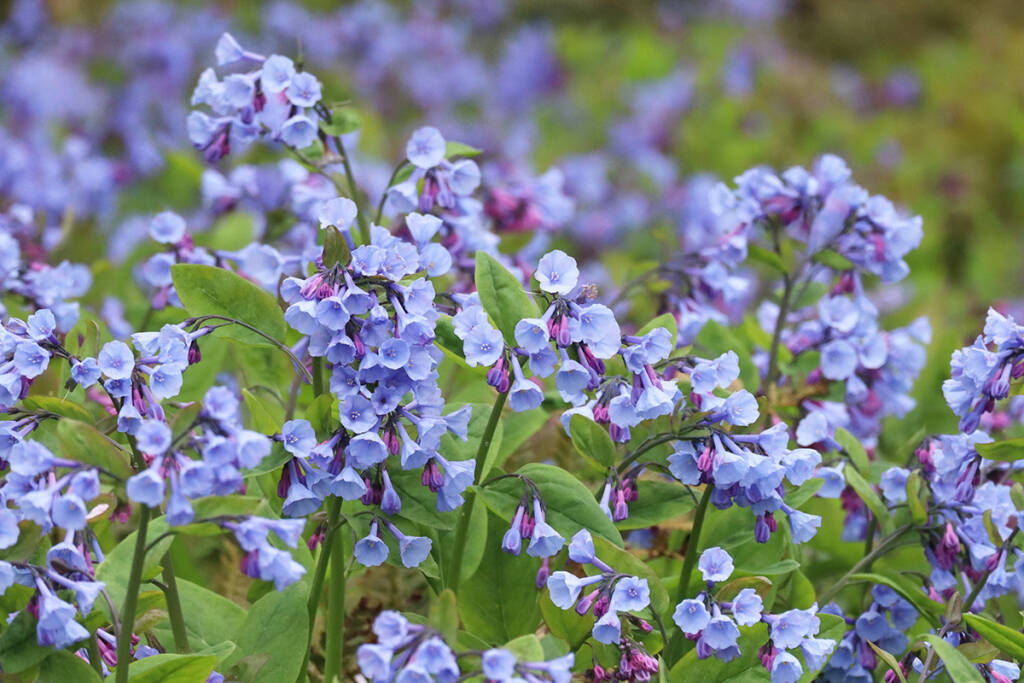 Virginia Bluebells Are a Native, Shade-Tolerant and Edible Wildflower