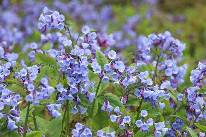 Virginia Bluebells Are a Native, Shade-Tolerant and Edible Wildflower