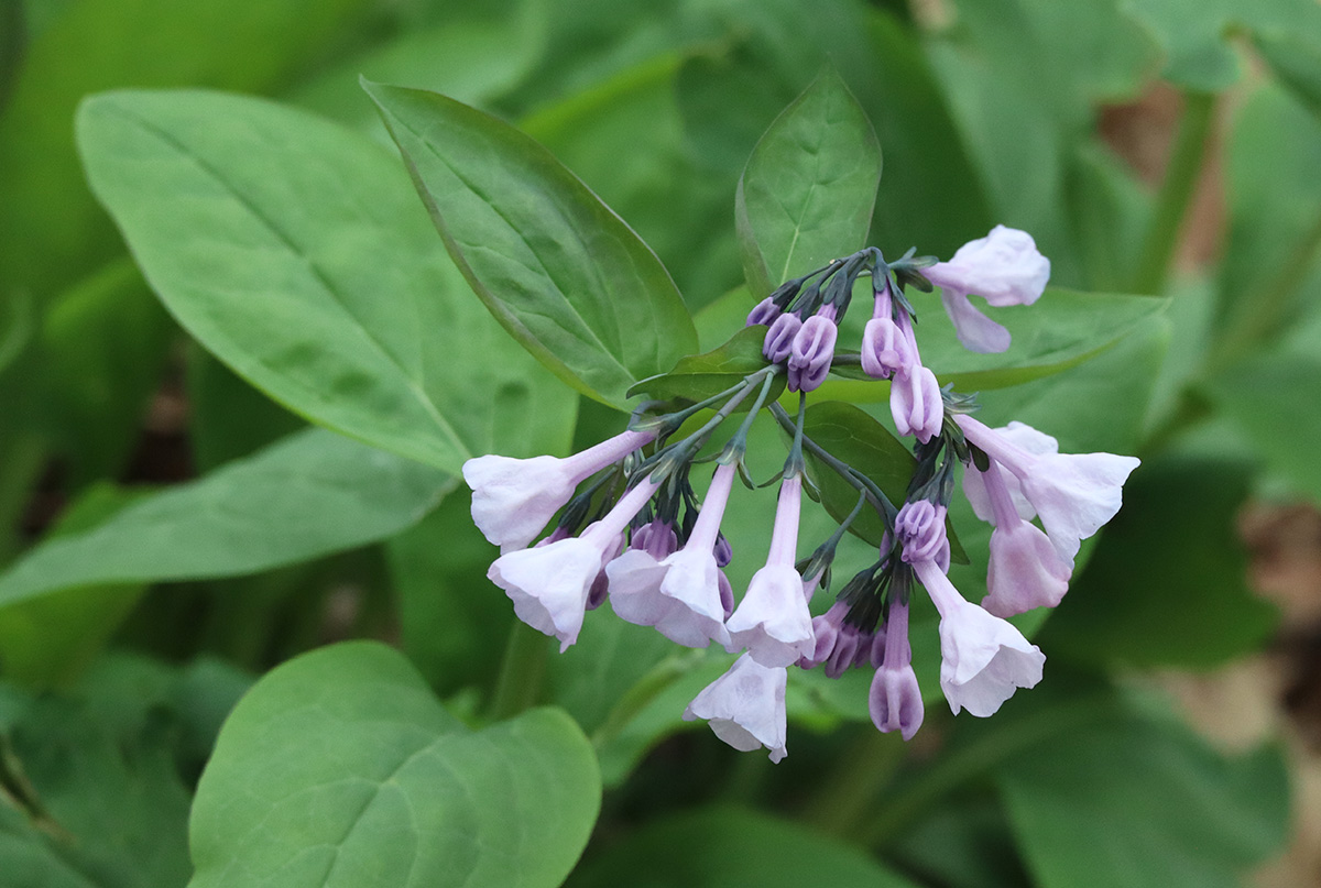 Virginia Bluebells Are a Native, Shade-Tolerant and Edible Wildflower