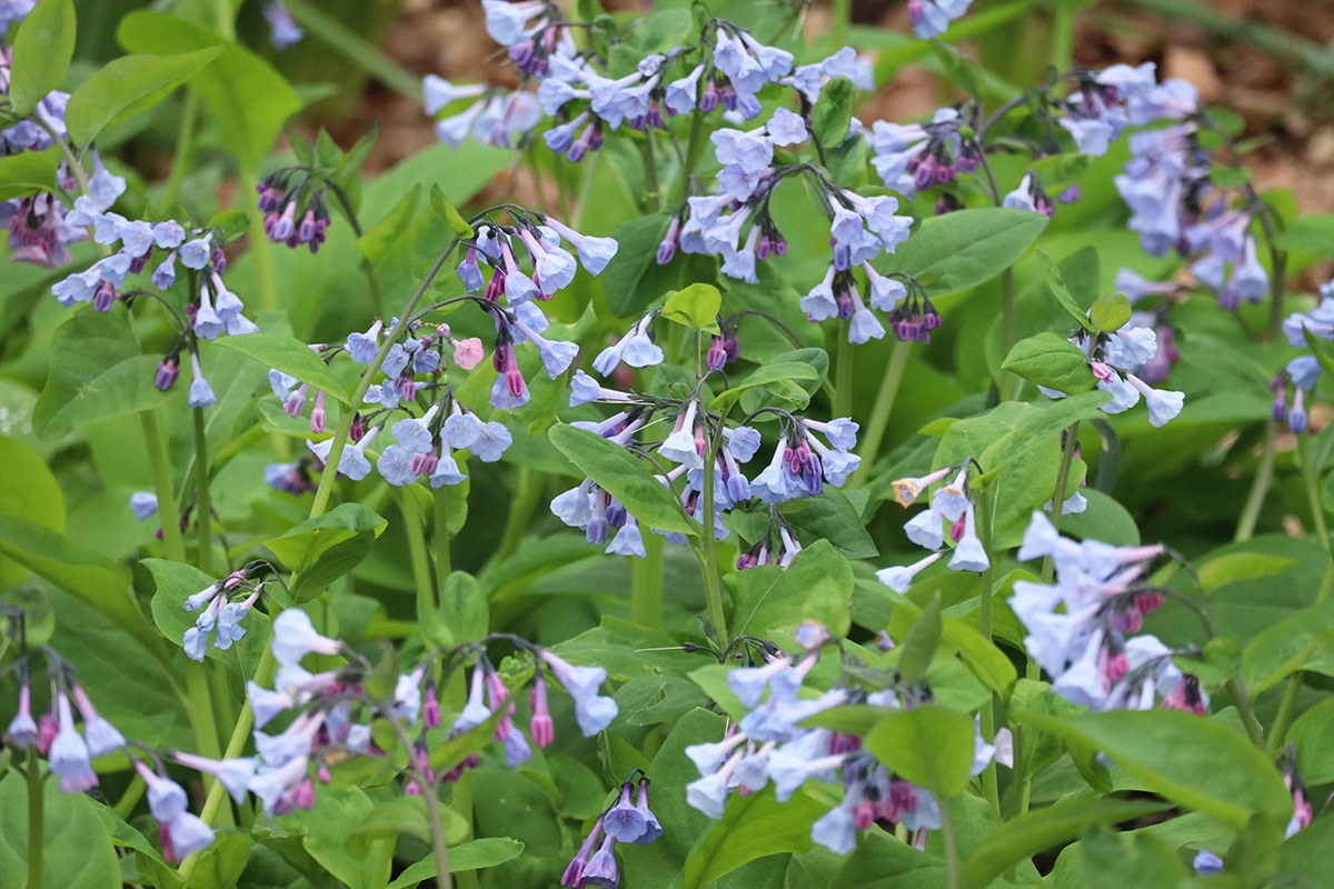 Virginia Bluebells Are a Native, Shade-Tolerant and Edible Wildflower