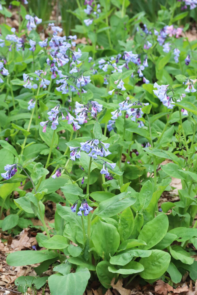 Virginia Bluebells Are a Native, Shade-Tolerant and Edible Wildflower