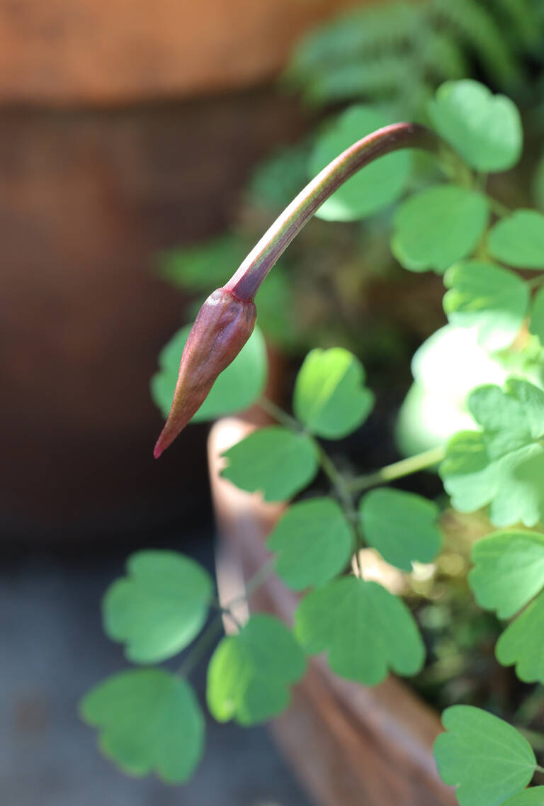 How to Grow Ramps in a Pot, Plus a Recipe for Ramp Leaf Quiche