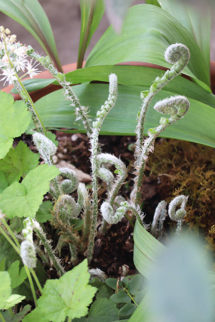 How to Grow Ramps in a Pot, Plus a Recipe for Ramp Leaf Quiche