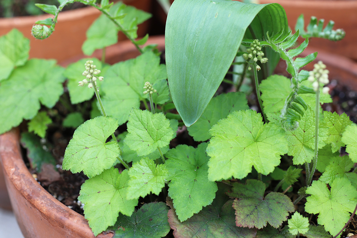 How to Grow Ramps in a Pot, Plus a Recipe for Ramp Leaf Quiche