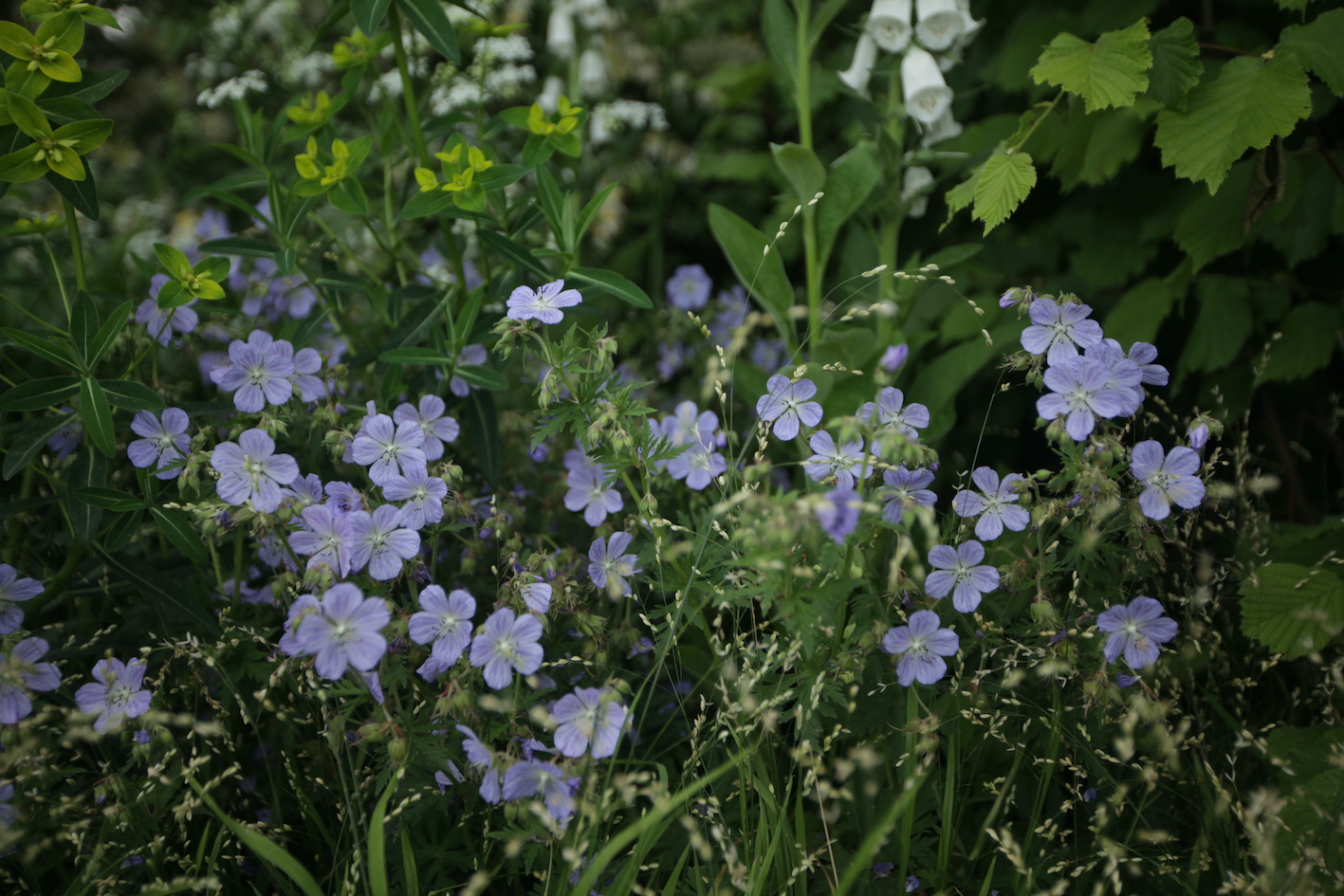 Tom Stuart Smith's Garden at the 2024 Chelsea Flower Show