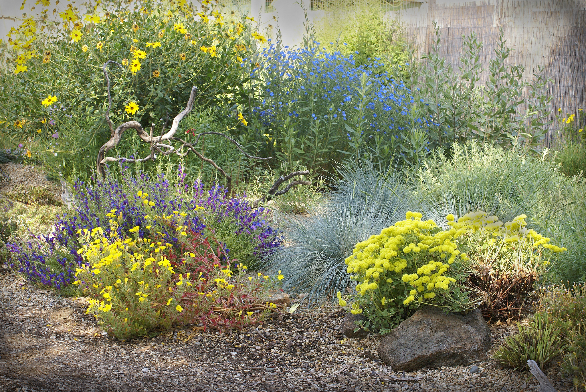Blue Flax: How to Grow and Care for Linum Lewisii, A Wildflower Native ...