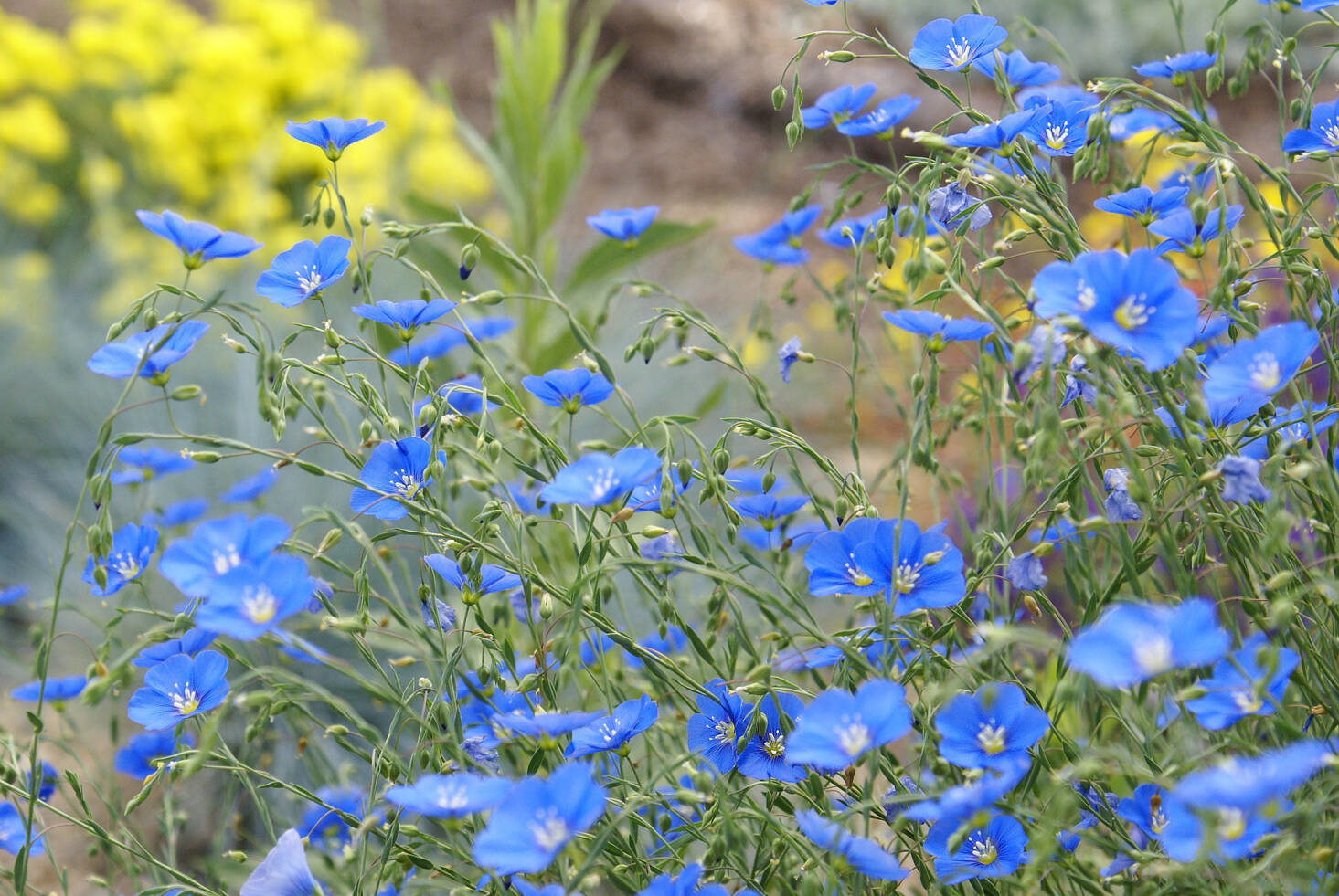 Blue Flax: How to Grow and Care for Linum Lewisii, A Wildflower Native ...