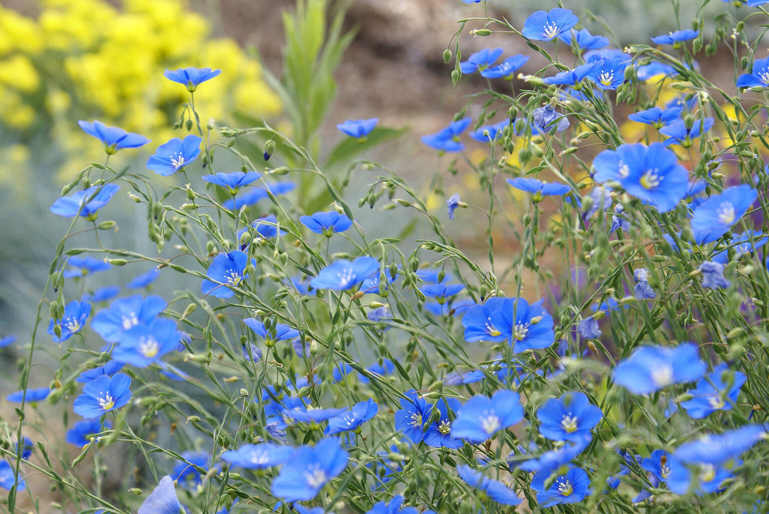 Blue Flax: How to Grow and Care for Linum Lewisii, A Wildflower Native ...