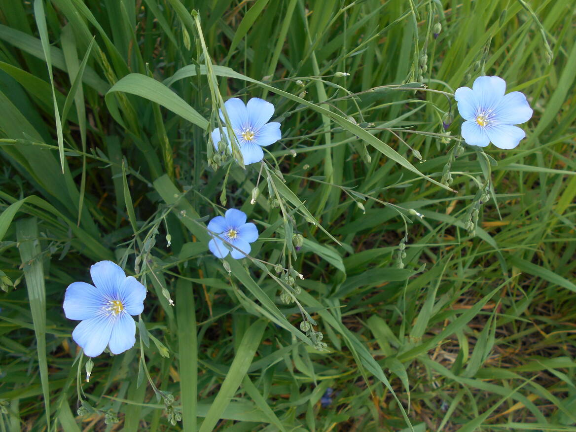 Blue Flax: How to Grow and Care for Linum Lewisii, A Wildflower Native ...