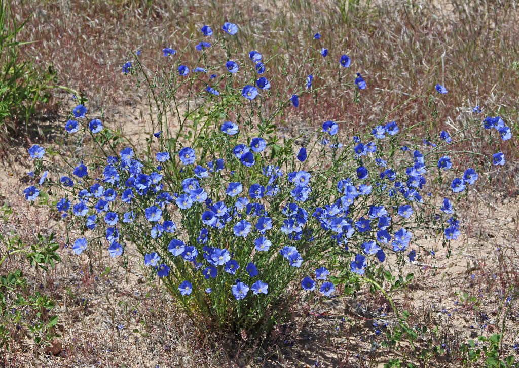 Blue Flax: How to Grow and Care for Linum Lewisii, A Wildflower Native ...