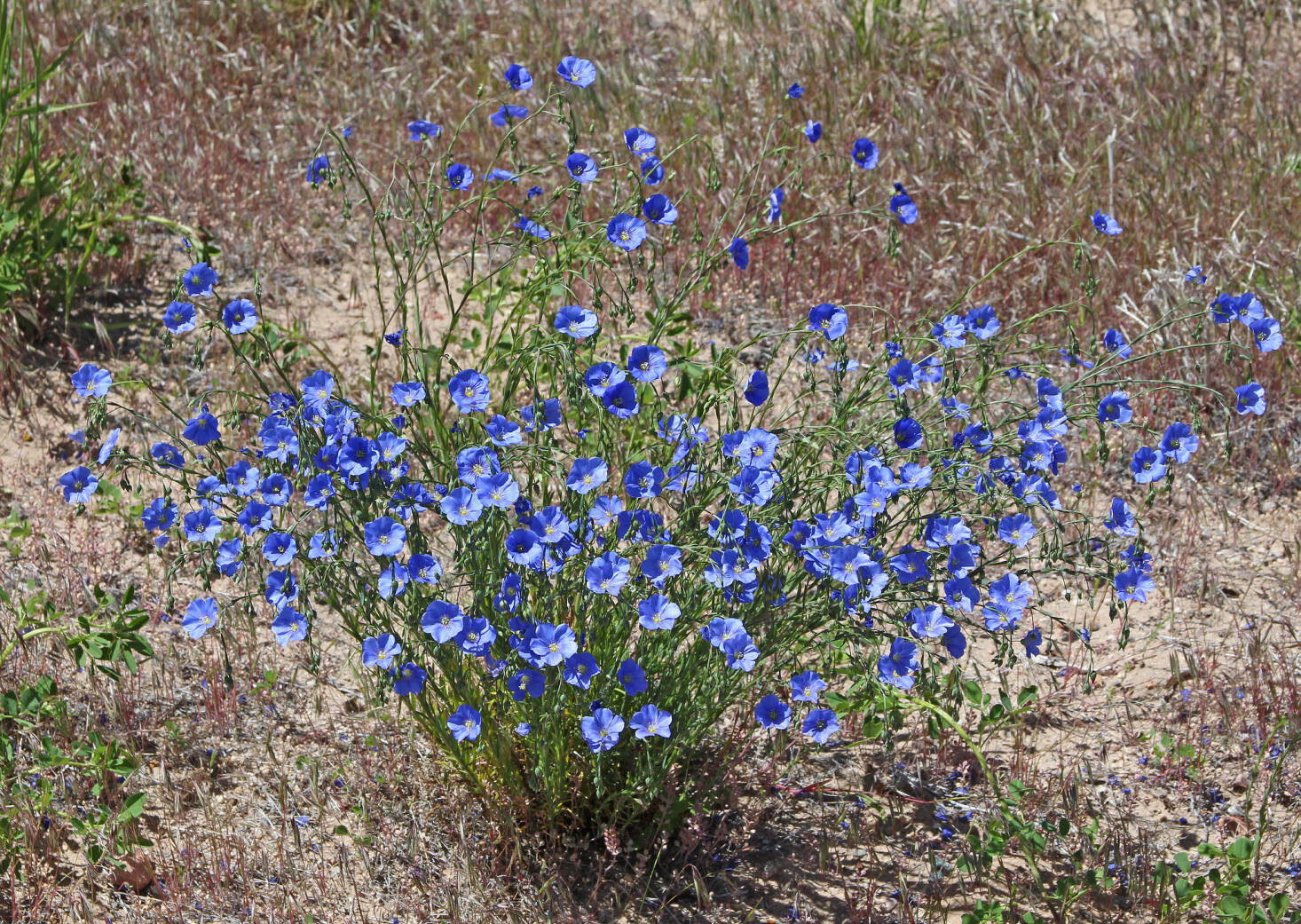 Blue Flax: How to Grow and Care for Linum Lewisii, A Wildflower Native ...