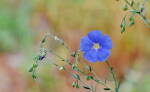 Blue Flax: How to Grow and Care for Linum Lewisii, A Wildflower Native ...