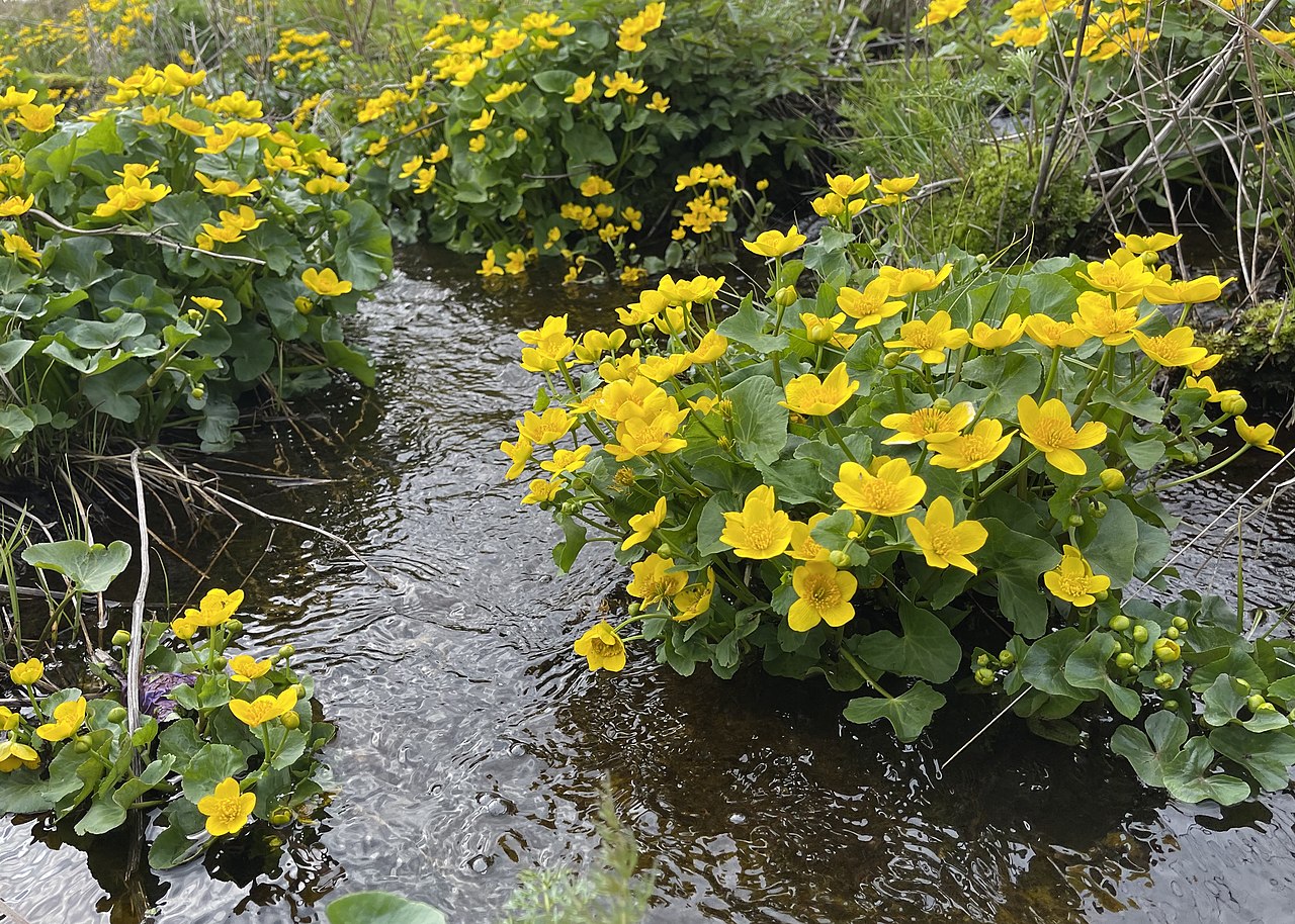 Marsh Marigold: A Native Alternative to Invasive Lesser Celandine