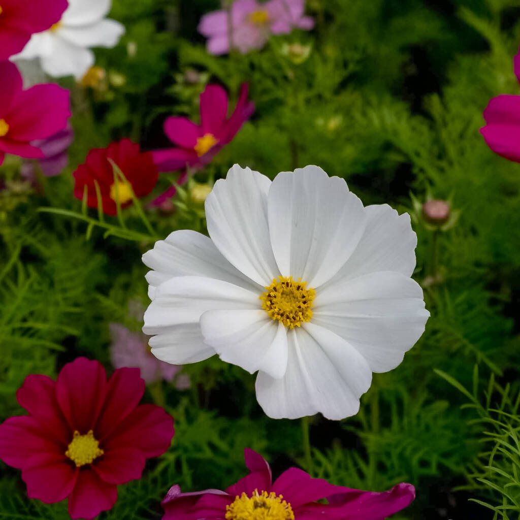 Our Favorite Flowers to Sow in June for an Autumn Bloom