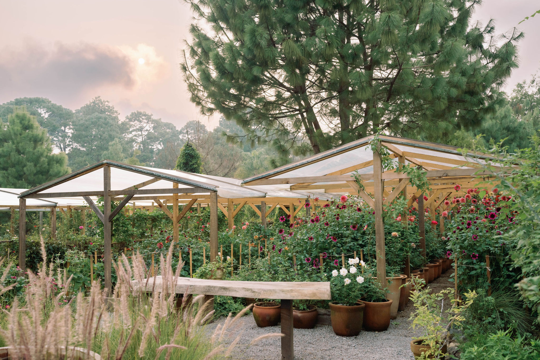 Gabriela Salazar's Cut Flower Garden in Valle de Bravo, Mexico: The ...