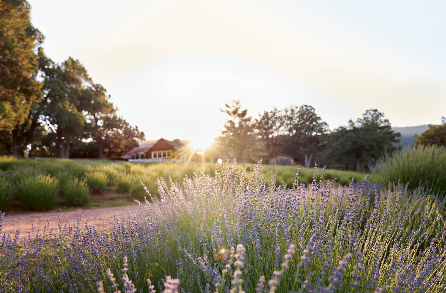 Lavender: Everything You Need to Know About Growing the Plant