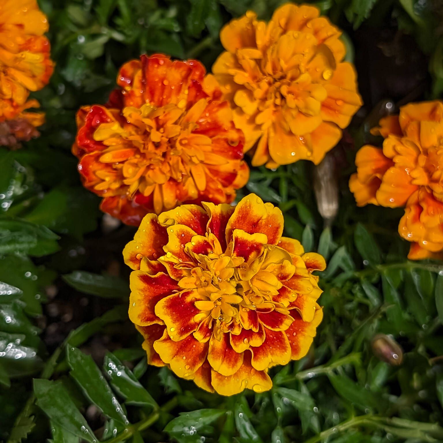 Our Favorite Flowers to Sow in June for an Autumn Bloom