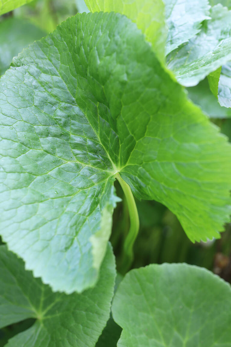 Marsh Marigold: A Native Alternative to Invasive Lesser Celandine