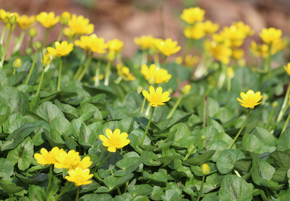Marsh Marigold: A Native Alternative to Invasive Lesser Celandine