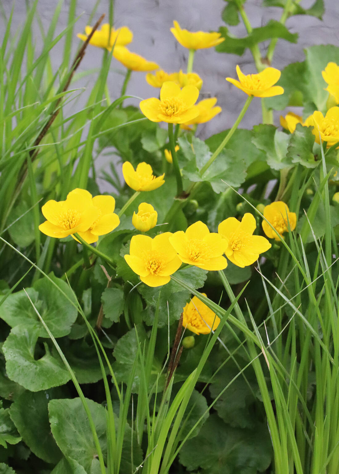 Marsh Marigold: A Native Alternative to Invasive Lesser Celandine
