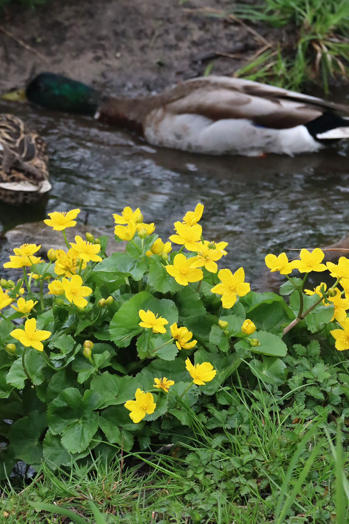 Marsh Marigold: A Native Alternative to Invasive Lesser Celandine