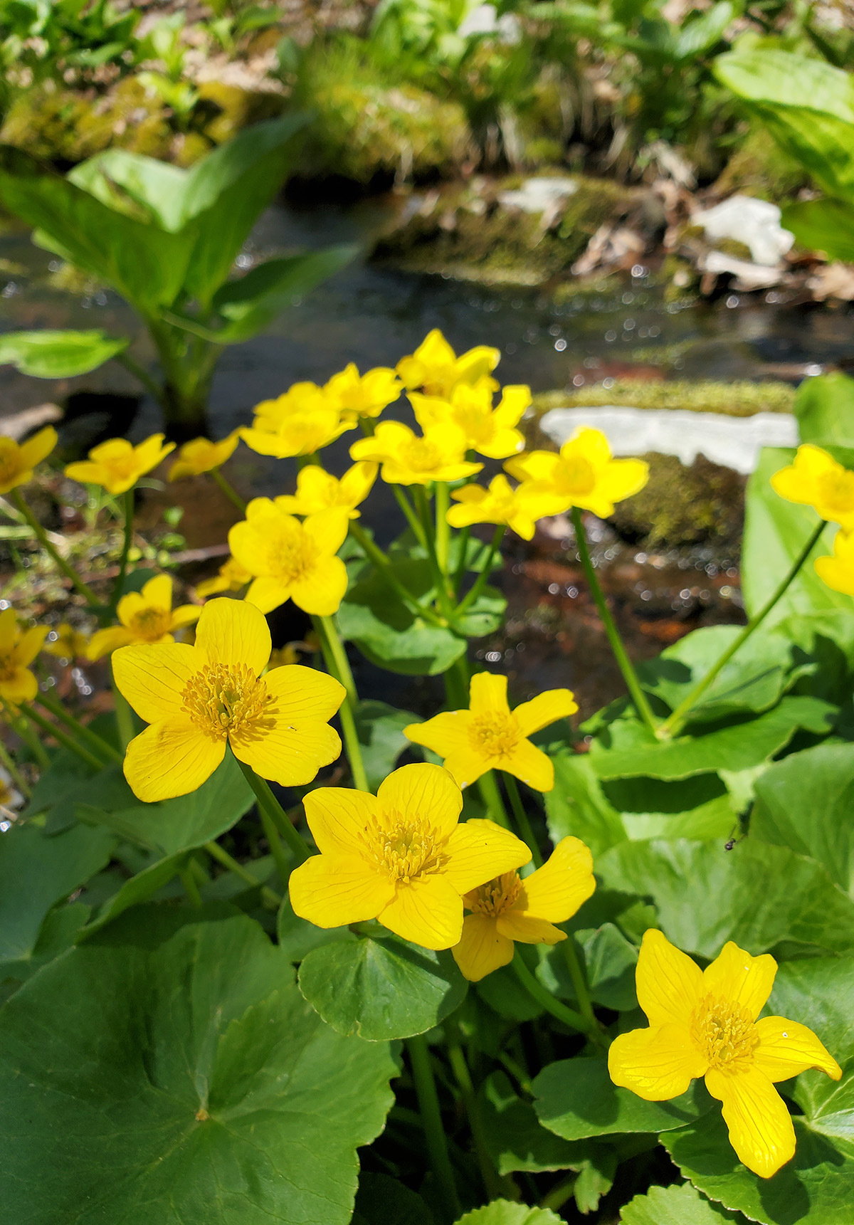 Marsh Marigold: A Native Alternative to Invasive Lesser Celandine