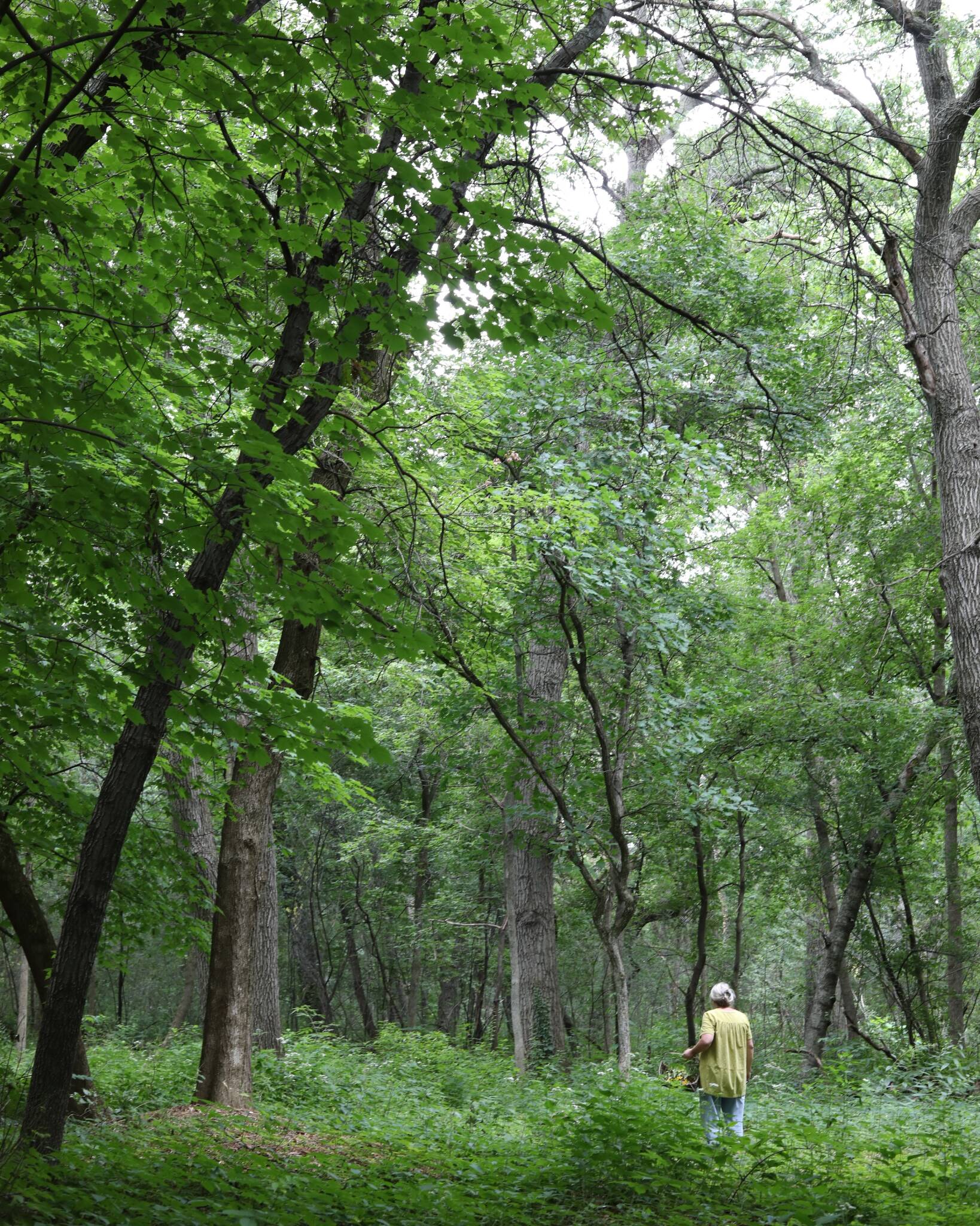 Still: The Art of Noticing by Mary Jo Hoffman: A Review