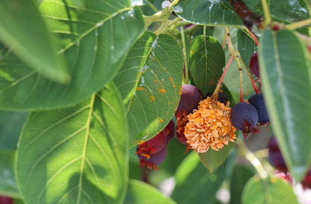 Serviceberry pie celebrates the start of summer berry season