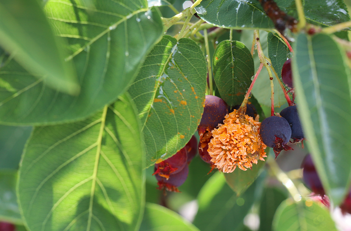 Serviceberry pie celebrates the start of summer berry season