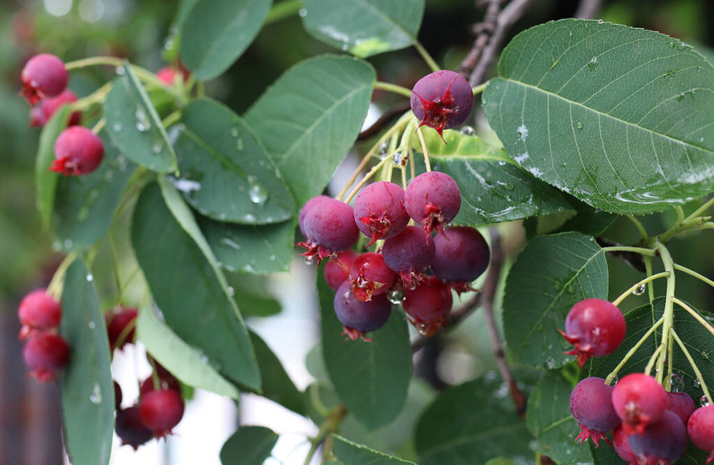 Serviceberry pie celebrates the start of summer berry season