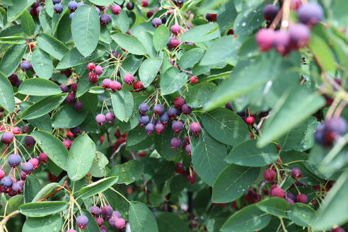 Serviceberry pie celebrates the start of summer berry season
