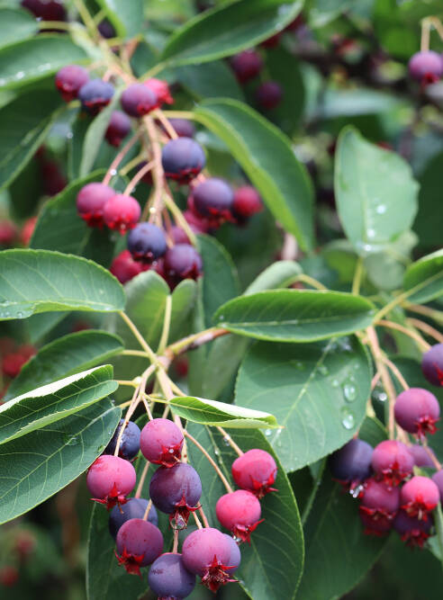 Serviceberry pie celebrates the start of summer berry season