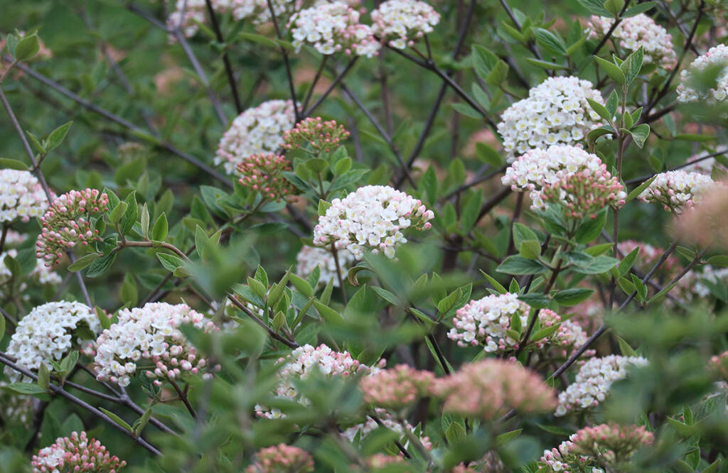 Best Viburnums: Our List of 10 Flowering Bushes