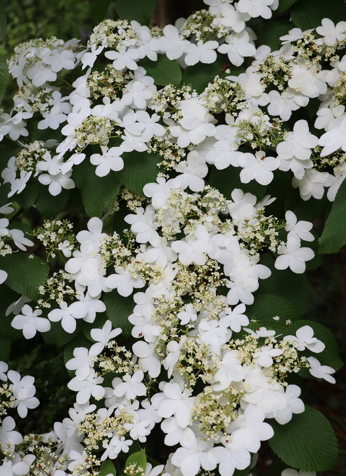 Best Viburnums: Our List of 10 Flowering Bushes