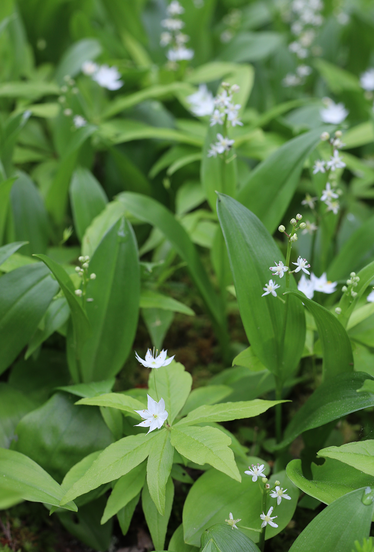 White Flowers: Our Favorite White Blooms to Bring a Garden to Life ...