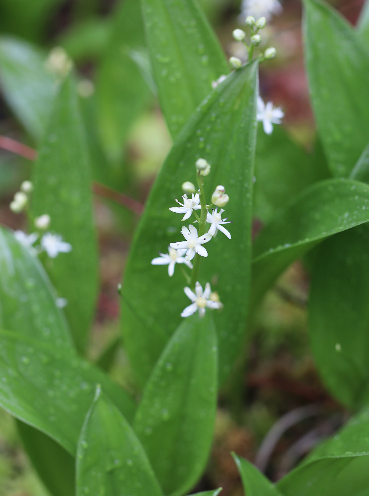 White Flowers: Our Favorite White Blooms to Bring a Garden to Life ...