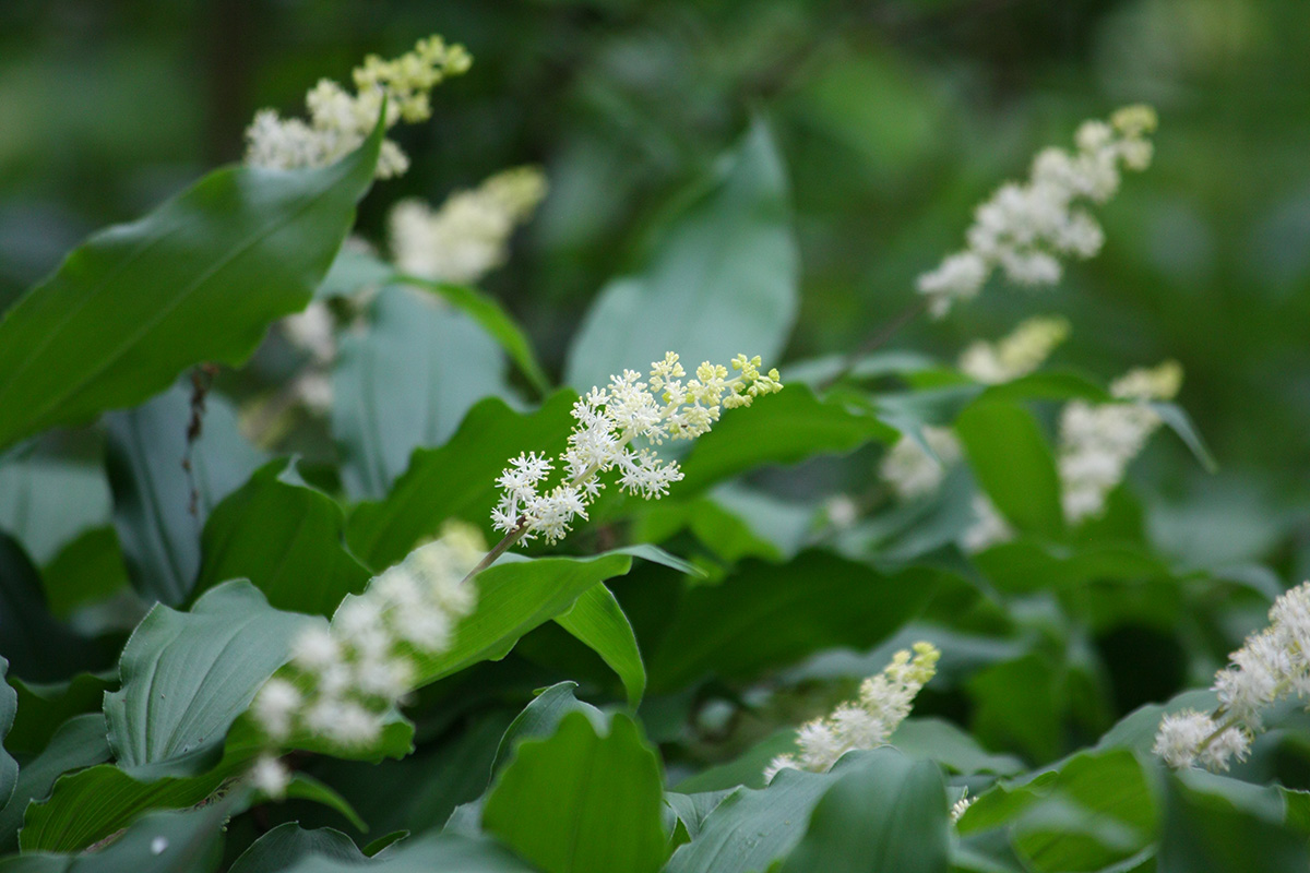 White Flowers: Our Favorite White Blooms to Bring a Garden to Life ...