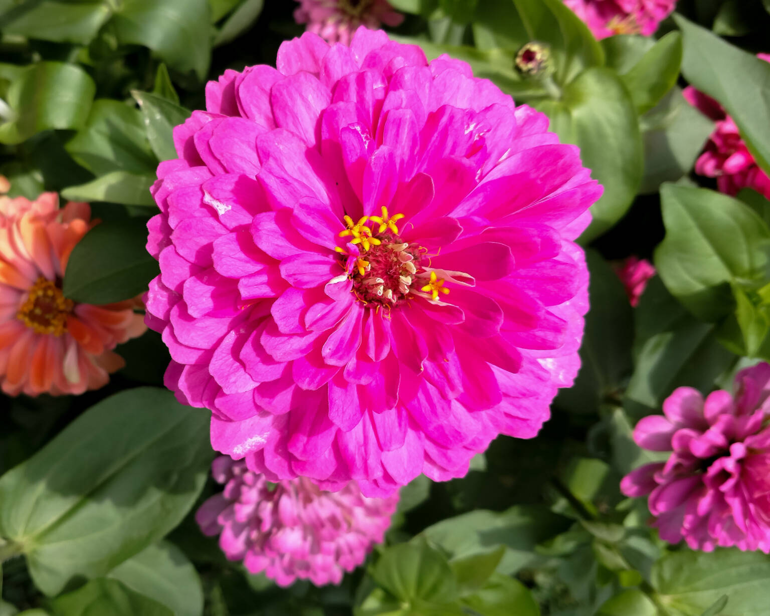 Our Favorite Flowers to Sow in June for an Autumn Bloom