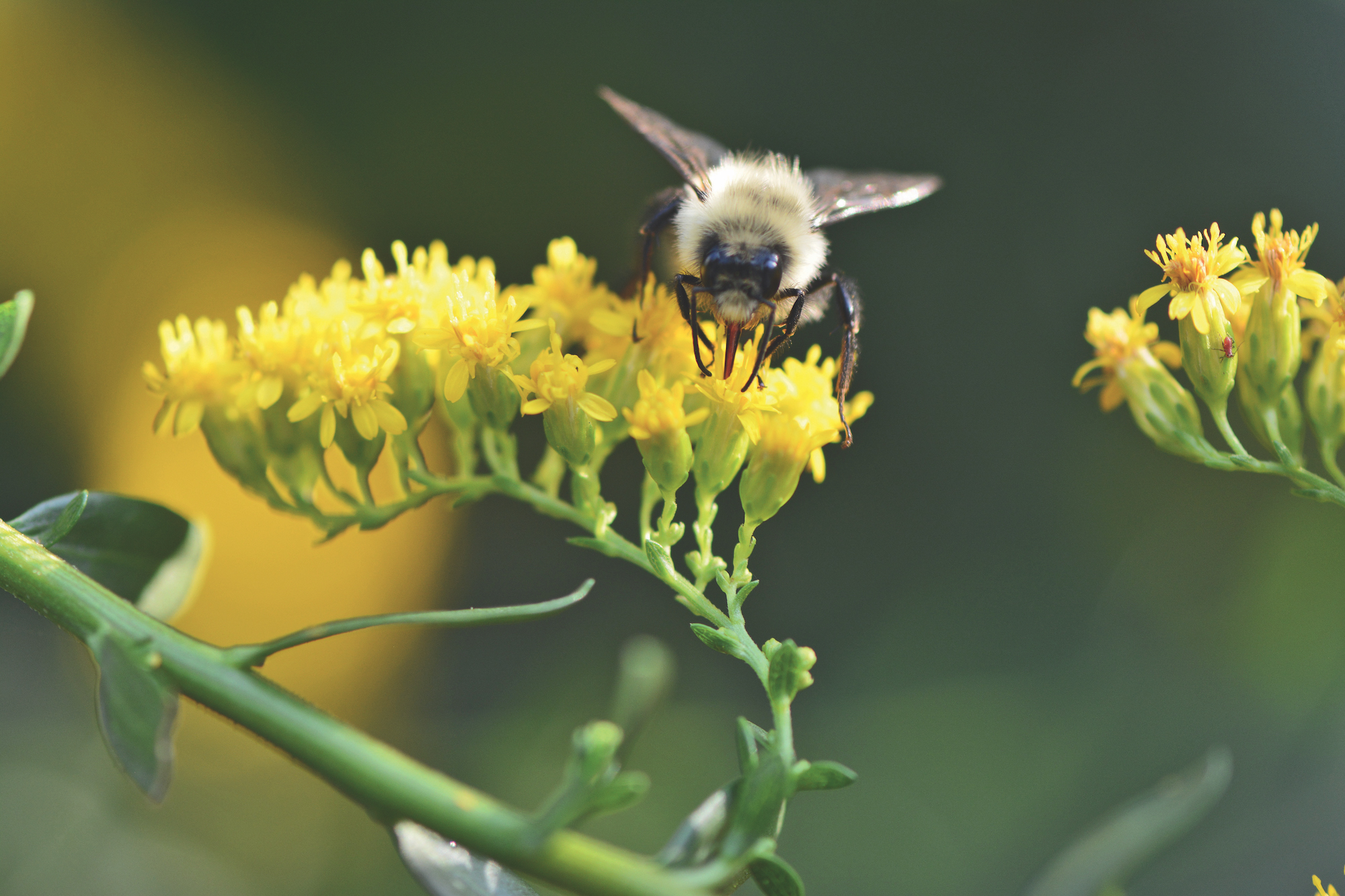 Pollinator Container Gardens: How to Plant a Pot that Will Attract ...