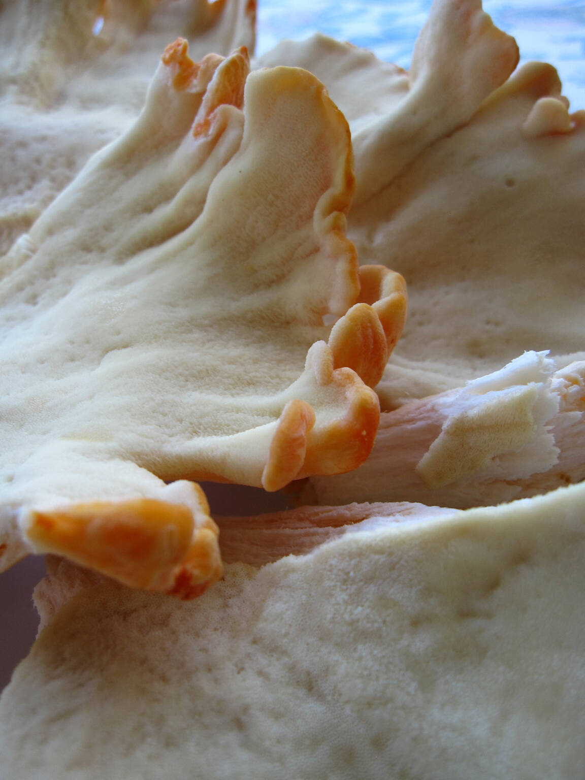 Chicken of the Woods: An Edible Mushroom that's Easy to Identify and Forage