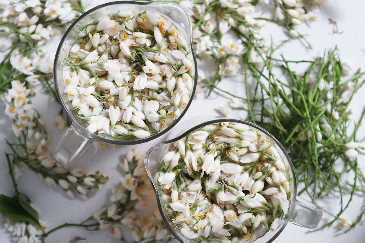 Fragrant Snowbell: A Shrub with Scented Flowers that Make a Delicious ...