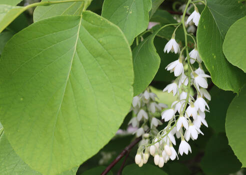 Fragrant Snowbell: A Shrub with Scented Flowers that Make a Delicious ...