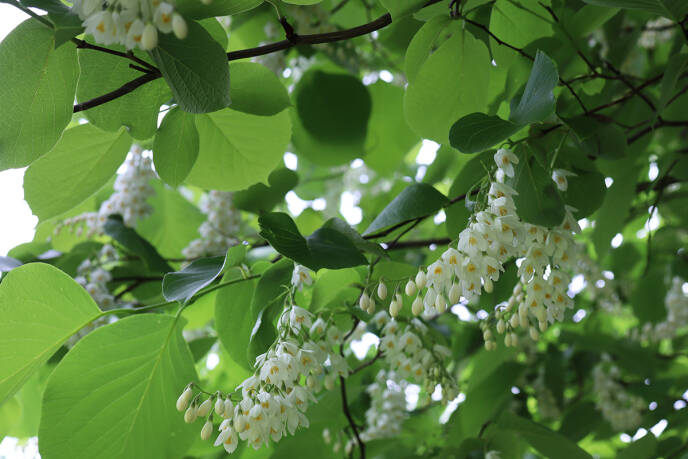 Fragrant Snowbell: A Shrub with Scented Flowers that Make a Delicious ...