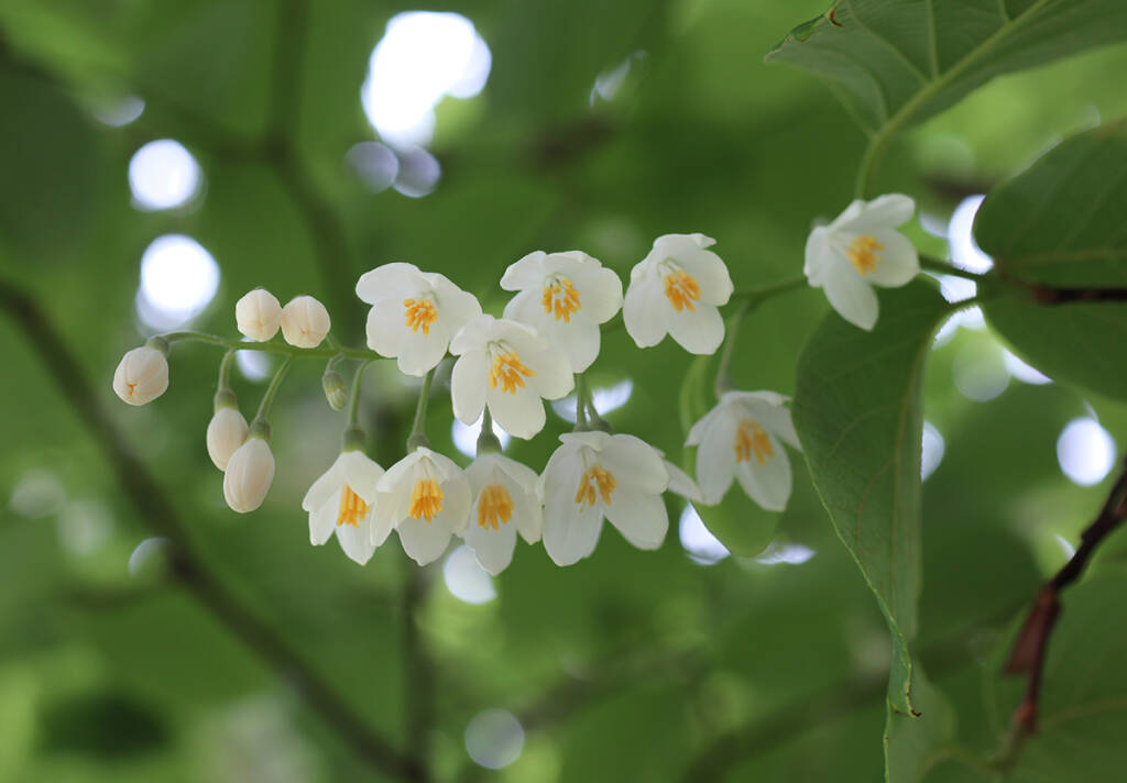 Fragrant Snowbell: A Shrub with Scented Flowers that Make a Delicious ...