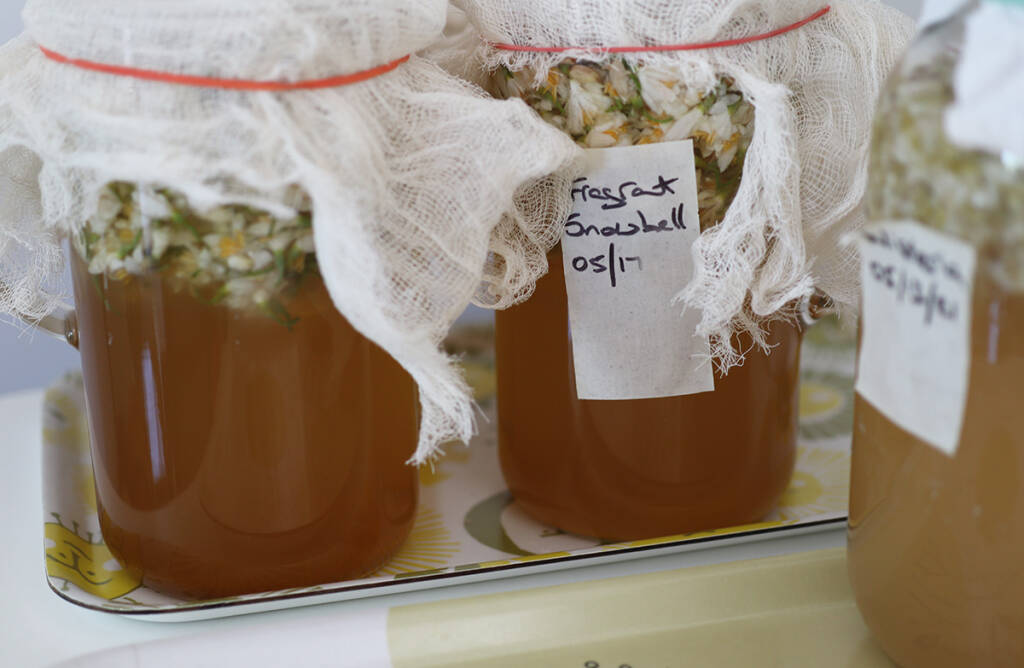 Fragrant Snowbell: A Shrub with Scented Flowers that Make a Delicious ...