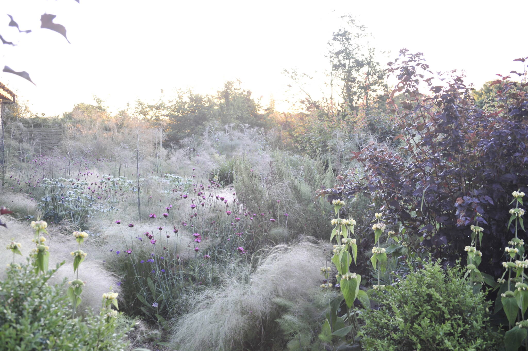 A Garden from Scratch: 8 Mistakes I Made as a Beginner Gardener