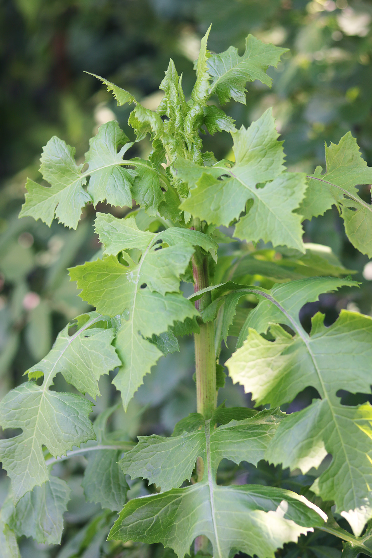 Wild Lettuce: A Delicious Foraged Vegetable that Makes an Outstanding ...