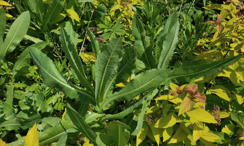 Wild Lettuce: A Delicious Foraged Vegetable that Makes an Outstanding ...